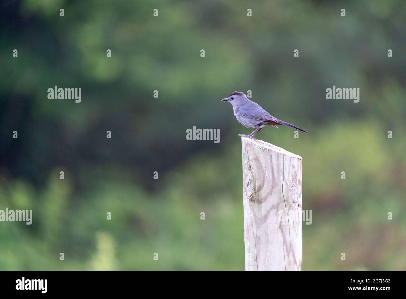 Small gray catbird perched on a block of wood with blurred background ...