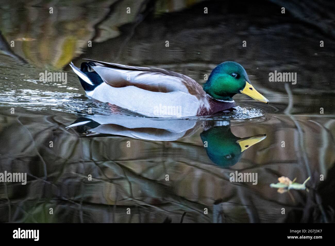 Closeup of a male mallard floating on the water surface Stock Photo - Alamy