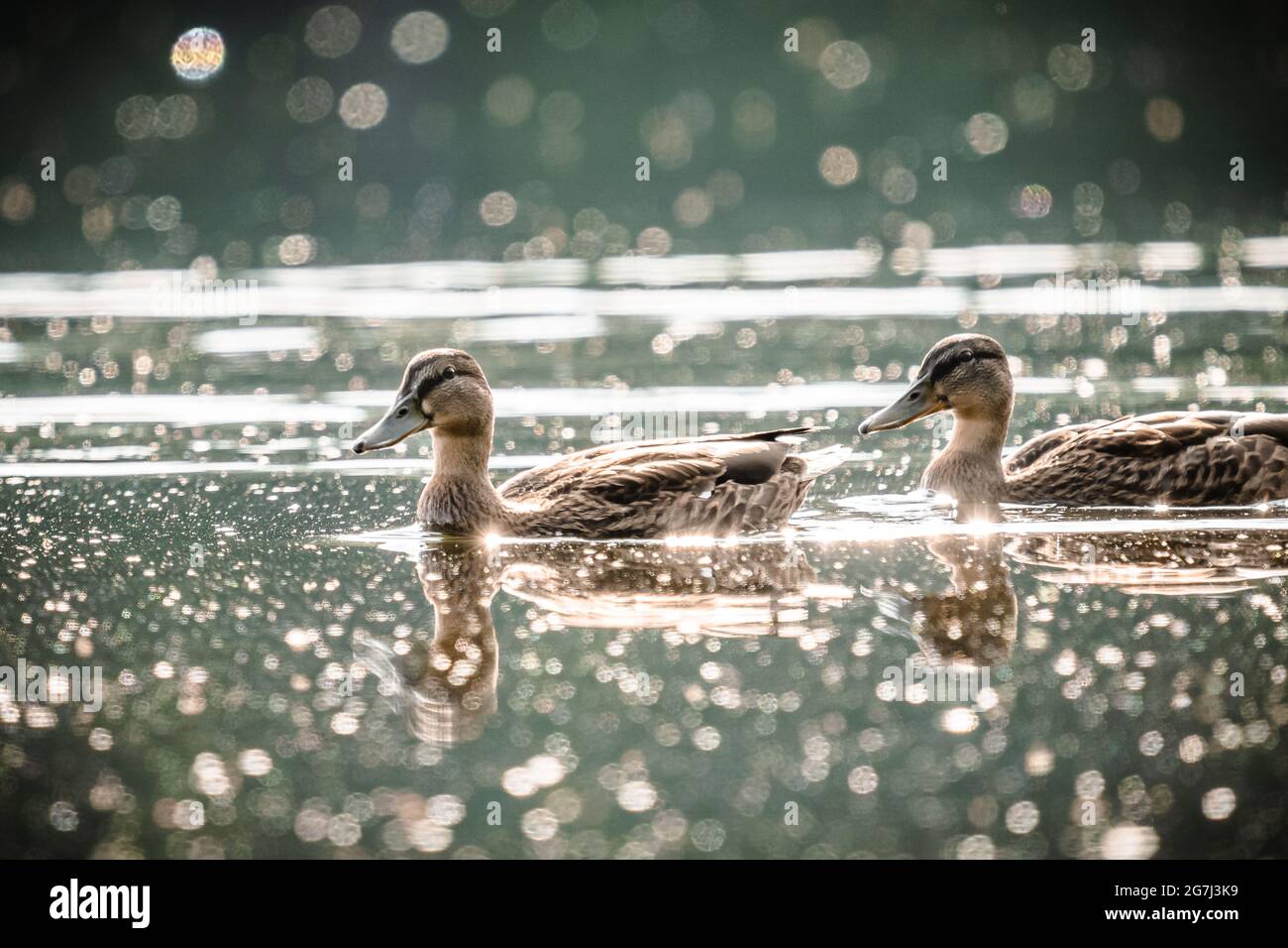 Couple of ducks floating on the water surface Stock Photo - Alamy