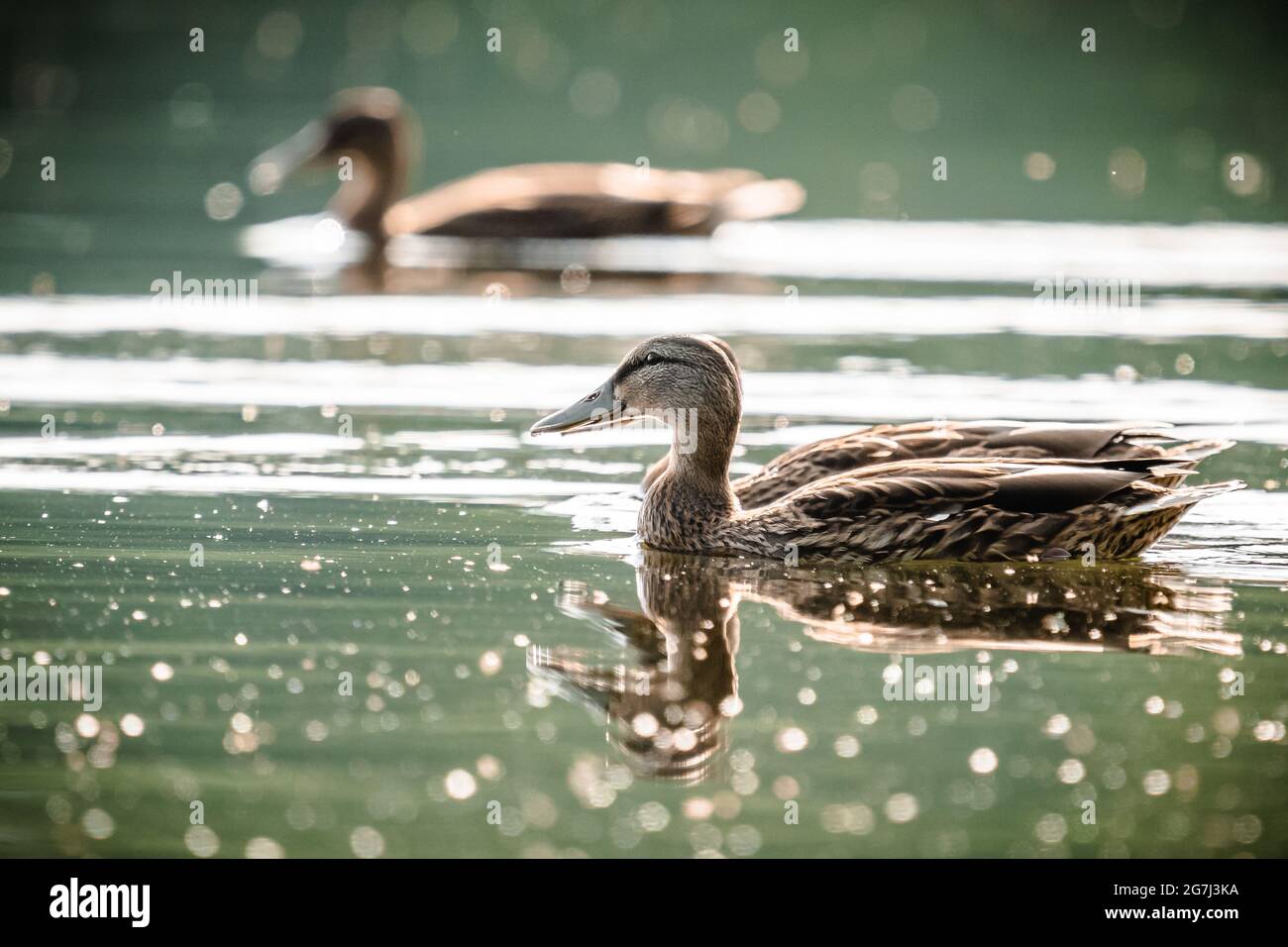 Couple of ducks floating on the water surface Stock Photo - Alamy