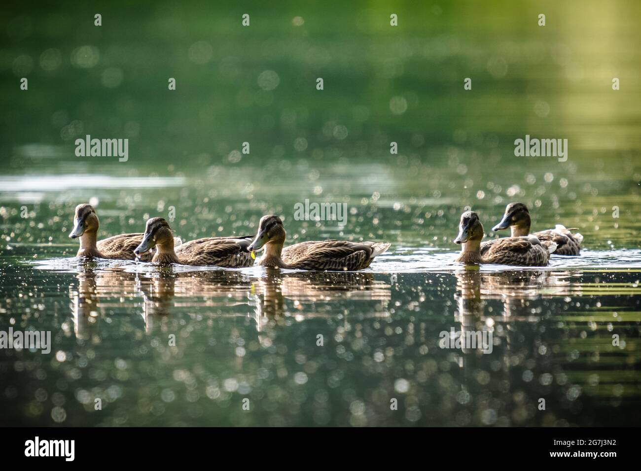Small group of ducks floating on the water surface Stock Photo - Alamy