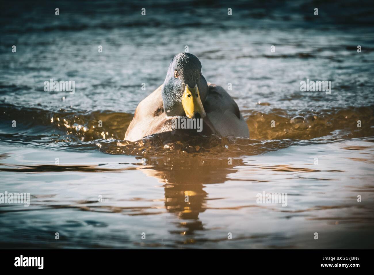 Closeup of a male mallard floating on the water surface Stock Photo - Alamy