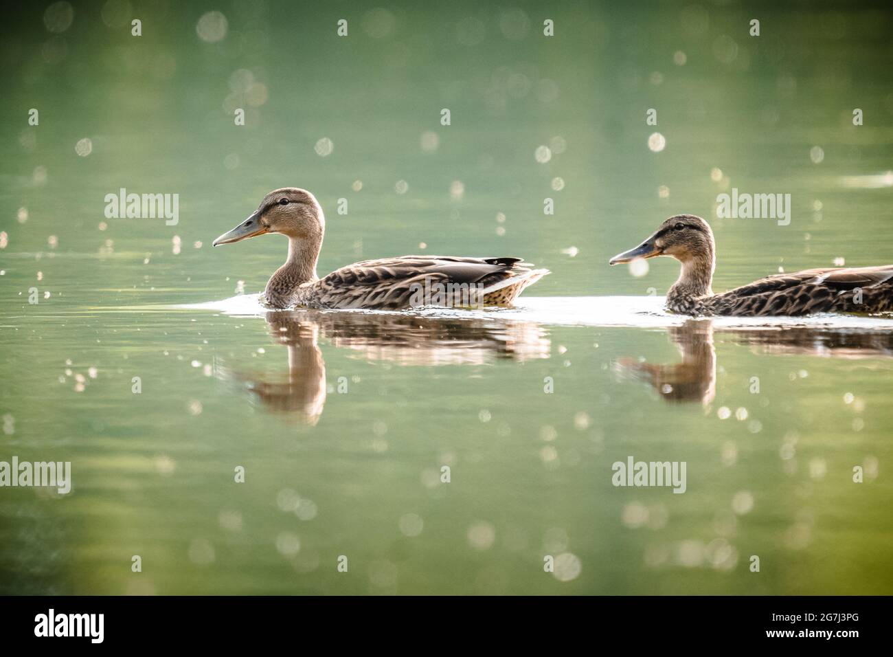 Couple of ducks floating on the water surface Stock Photo - Alamy