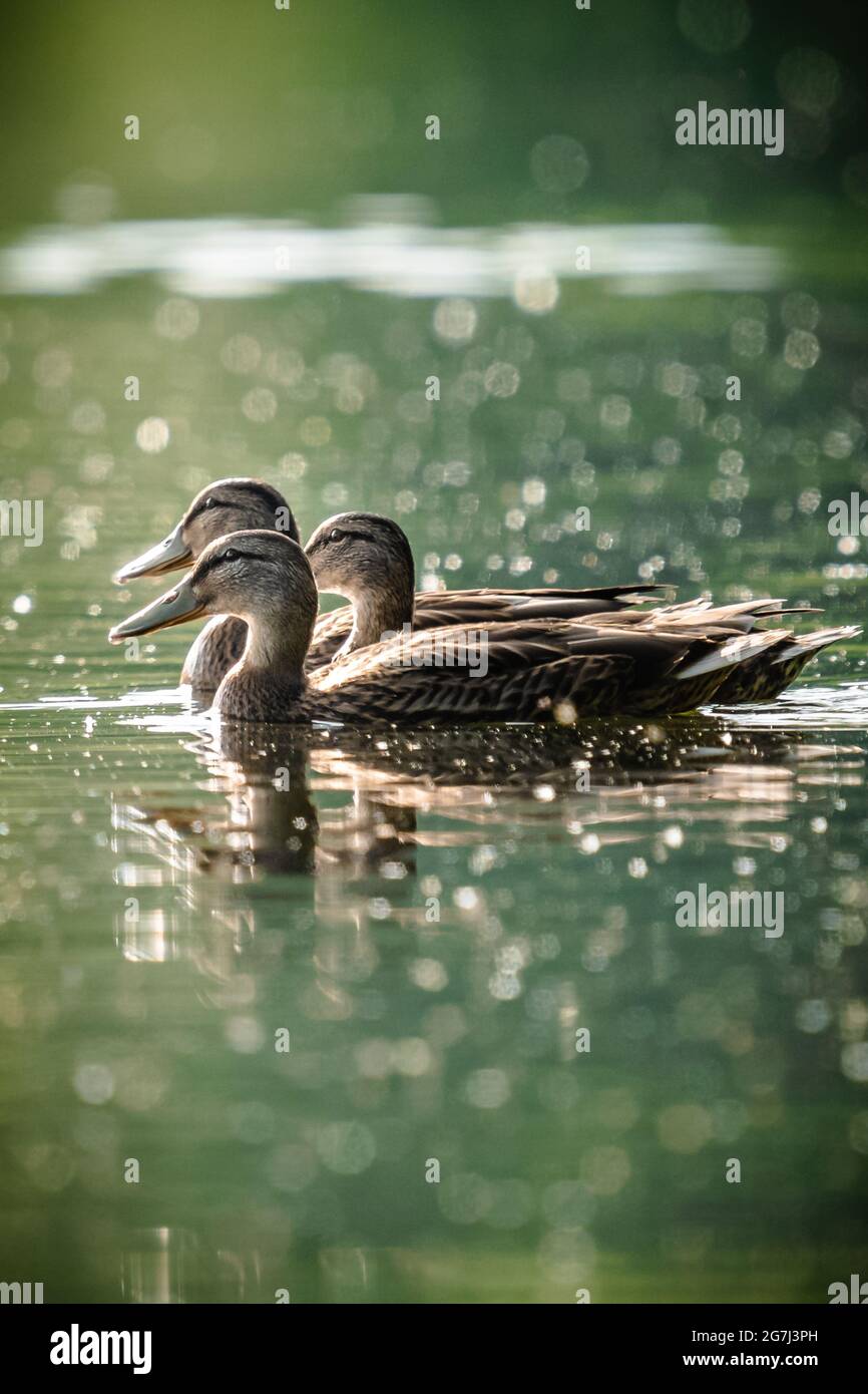 Vertical closeup of ducks floating on the water surface Stock Photo - Alamy