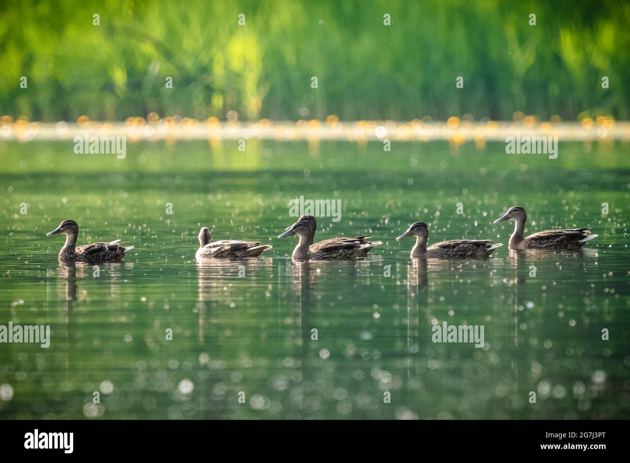 Water surface small floating hi-res stock photography and images - Alamy