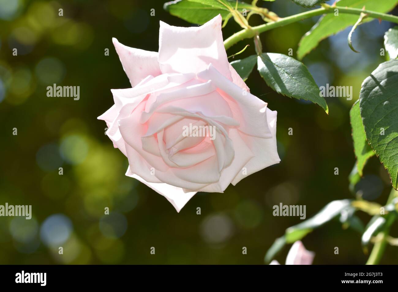 A single light pink garden rose surrounded by plants with a dark green ...