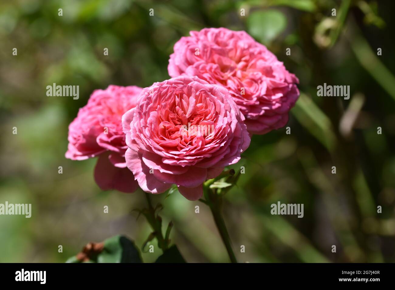 Beautiful shades of pink garden roses surrounded by greenery with a ...