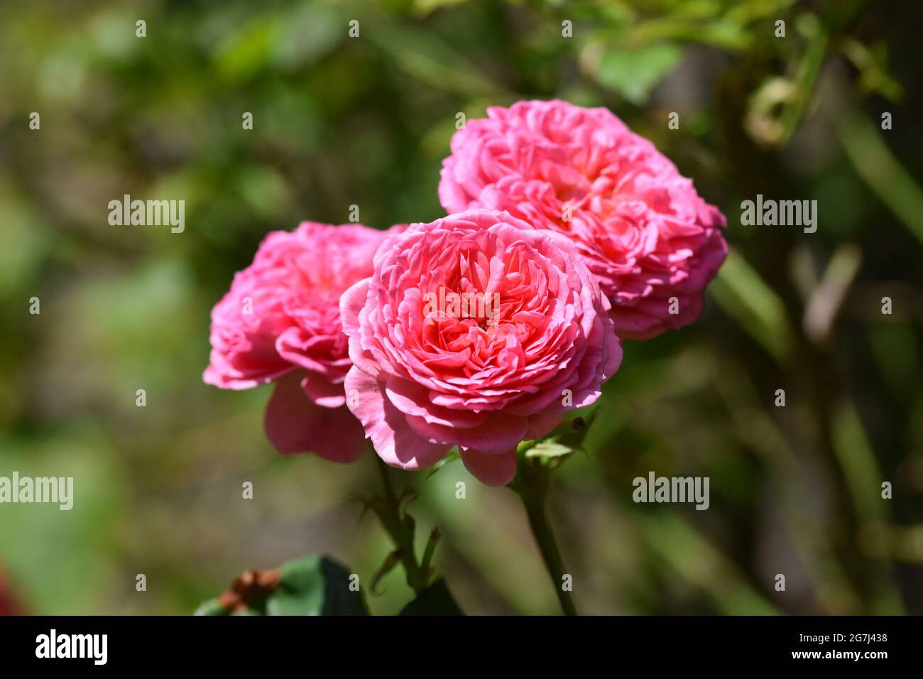 Beautiful shades of pink garden roses surrounded by greenery with a ...