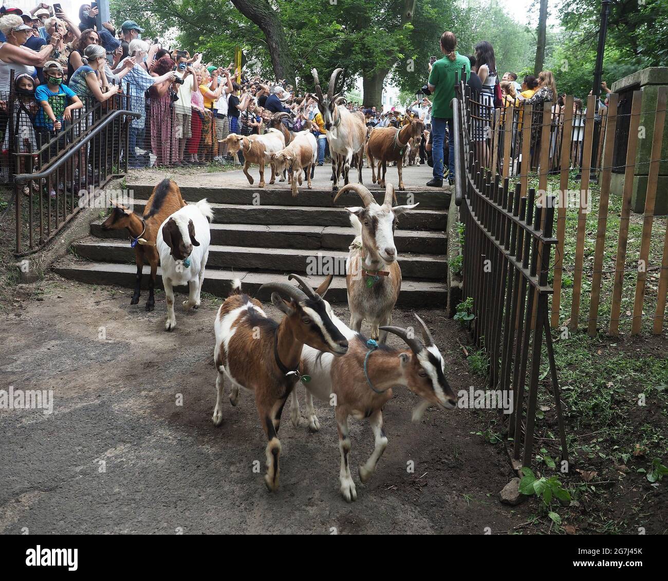 New York, New York, USA. 14th July, 2021. 24 goats participated in the ...