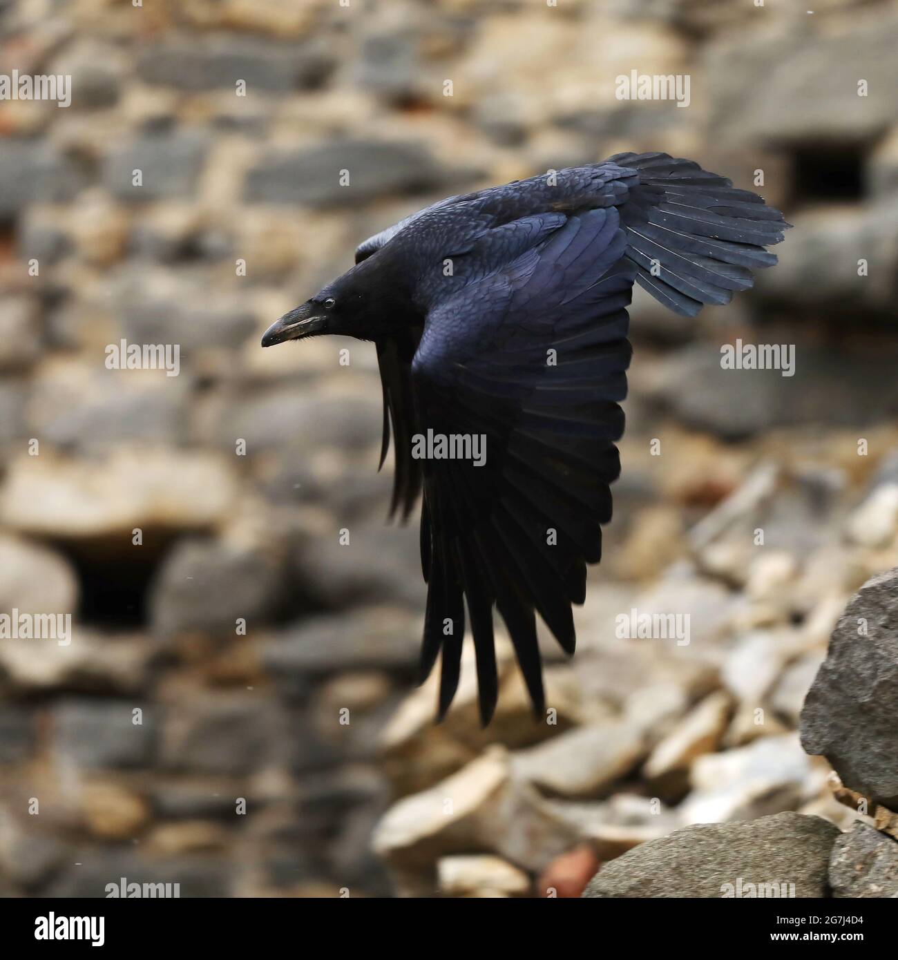 Common Raven - Corvus corax also known as the western raven or northern ...