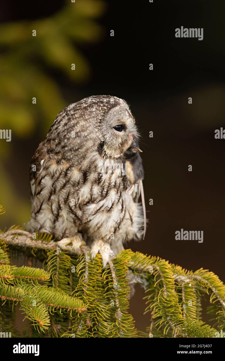 Tawny owl in the forest with mouse in the beak. Brown owl (Strix aluco ...