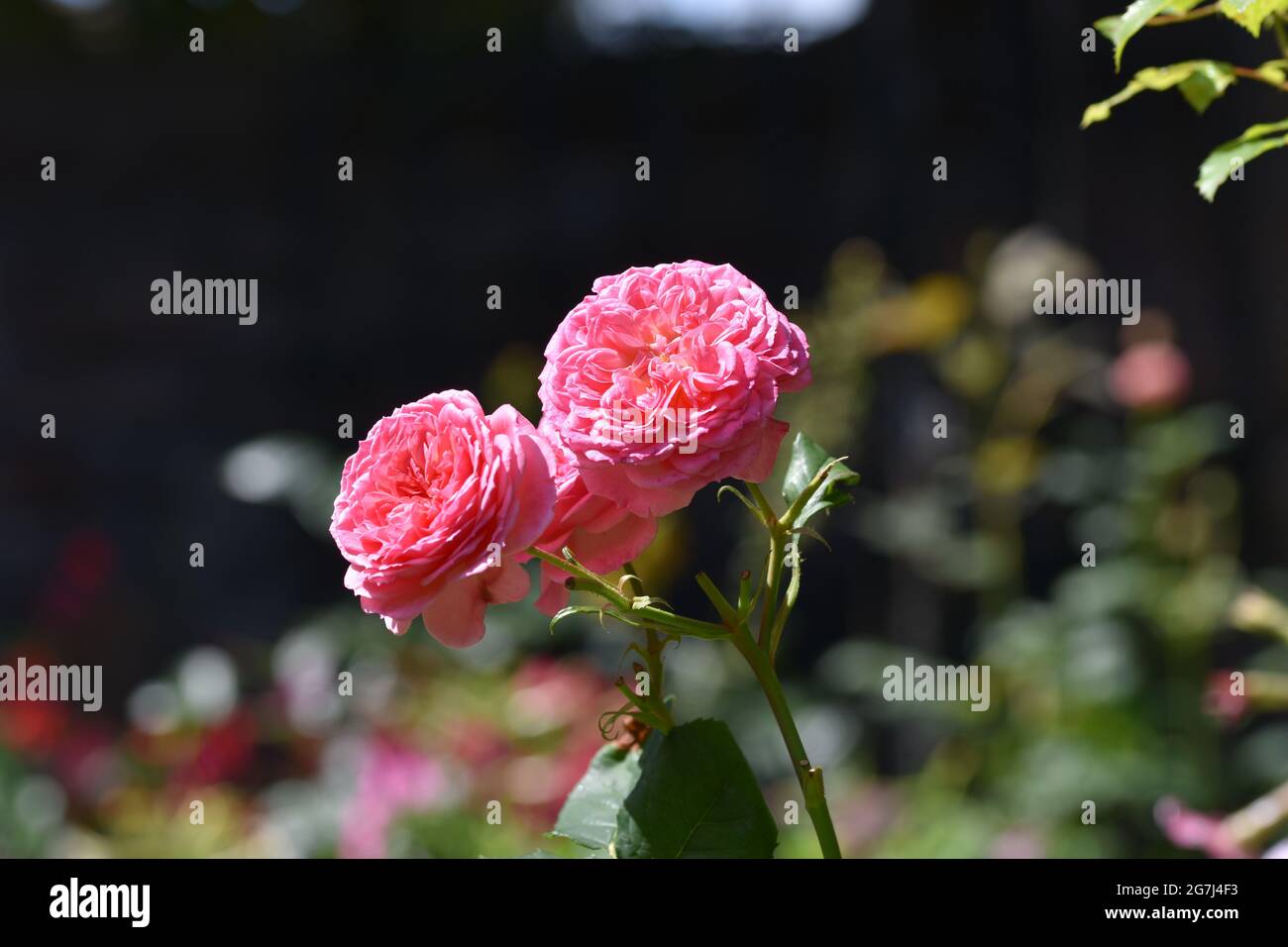 Beautiful pink garden roses with a pretty background Stock Photo - Alamy