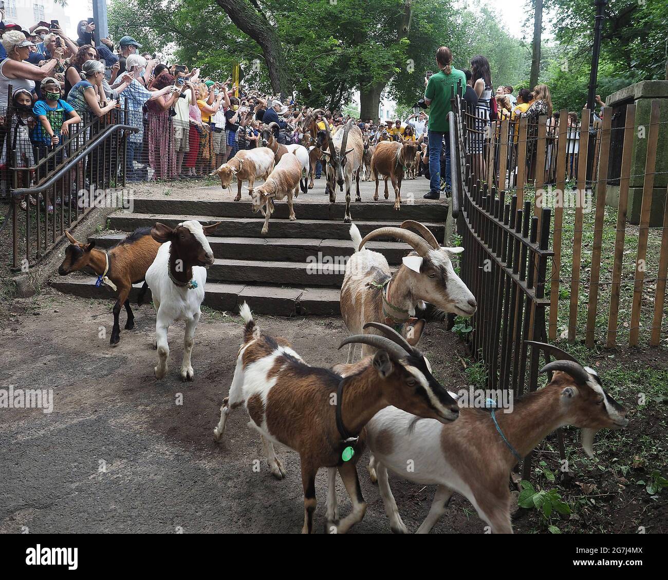New York, New York, USA. 14th July, 2021. 24 goats participated in the ...