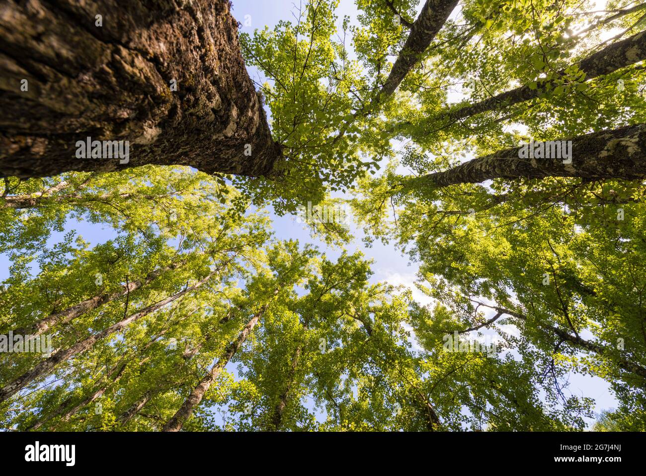 Grow from below hi-res stock photography and images - Alamy