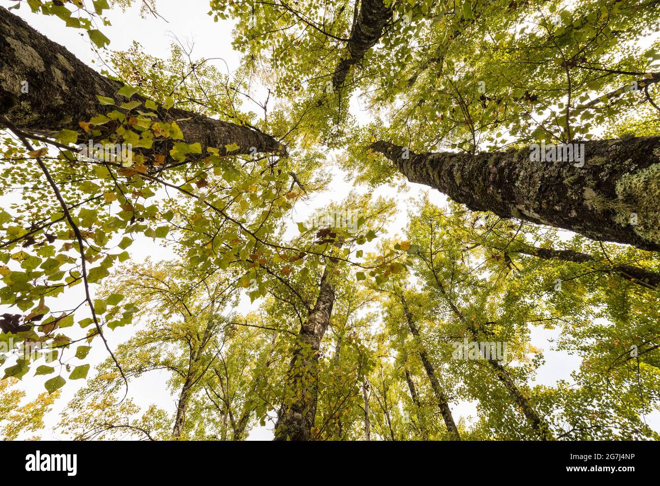 Grow From Below High Resolution Stock Photography and Images - Alamy