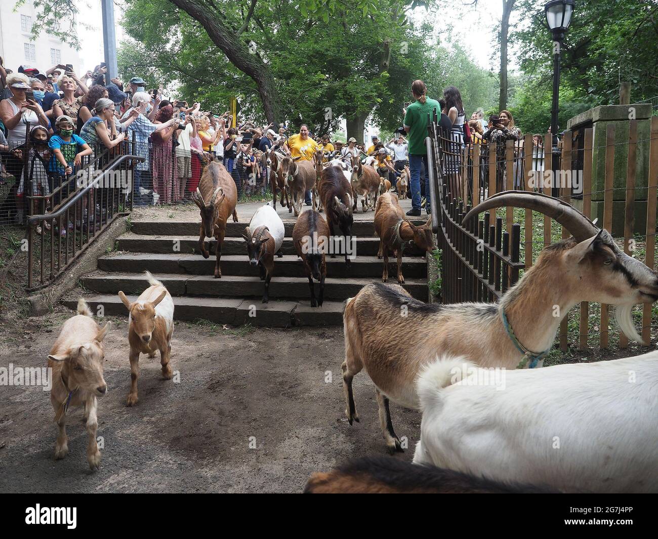 New York, New York, USA. 14th July, 2021. 24 goats participated in the ...