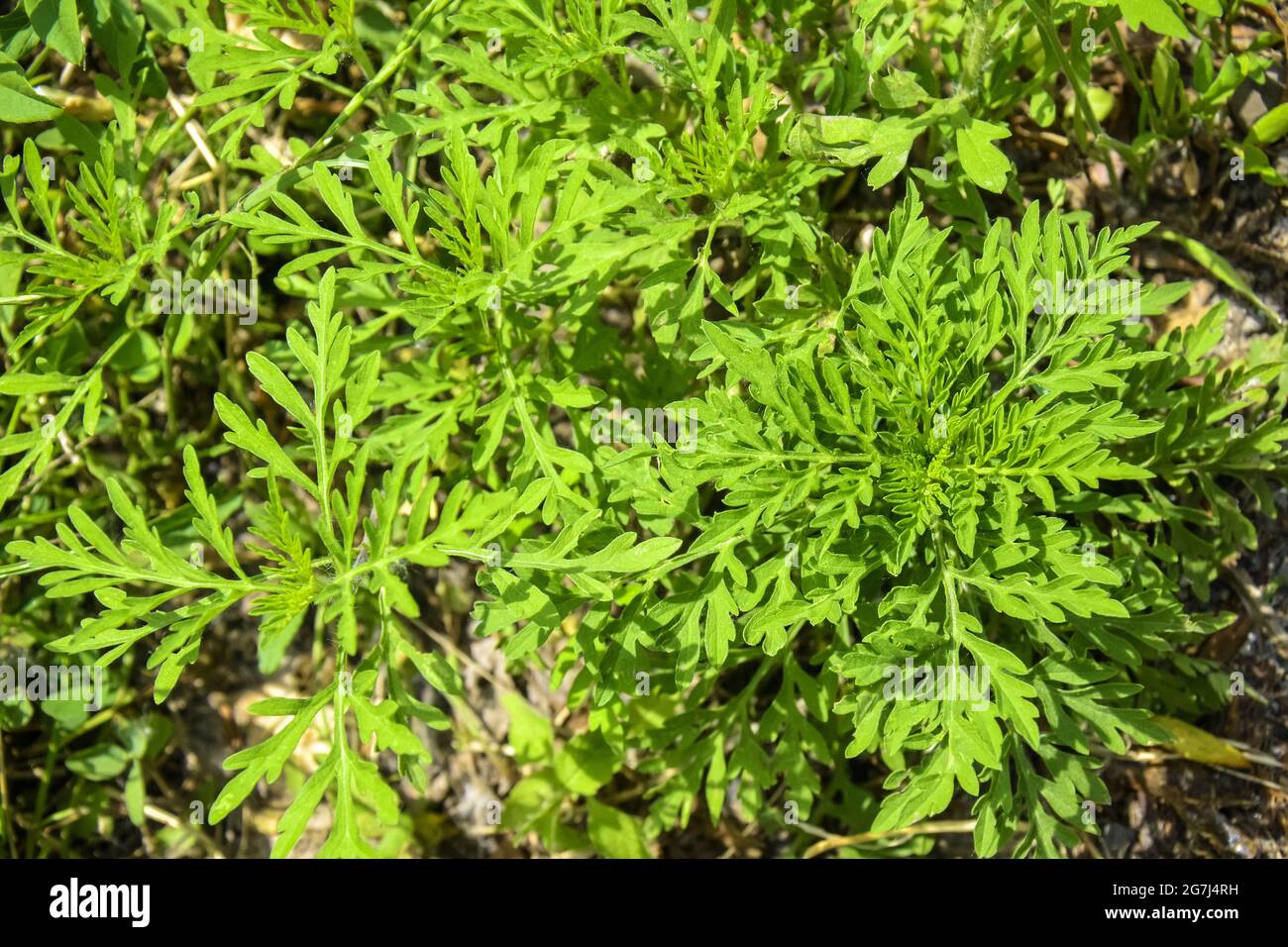 Common ragweed hi-res stock photography and images - Alamy