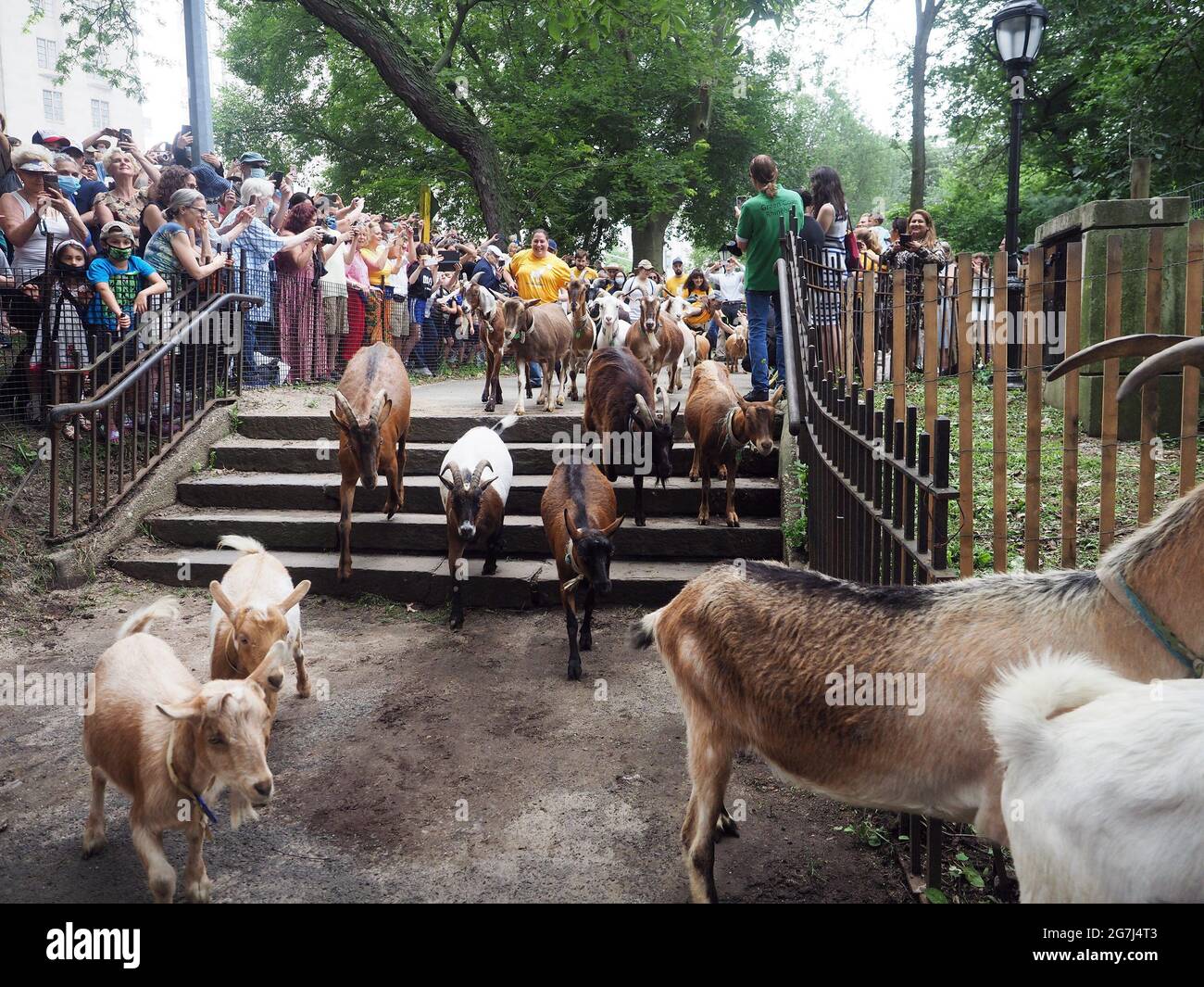New York, New York, USA. 14th July, 2021. 24 goats participated in the ...