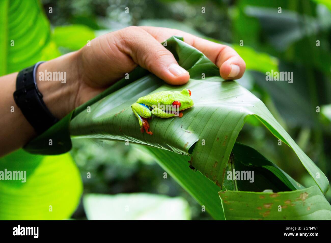 Red eyed tree frog (agalychnis callidryas) awake during the day on a ...