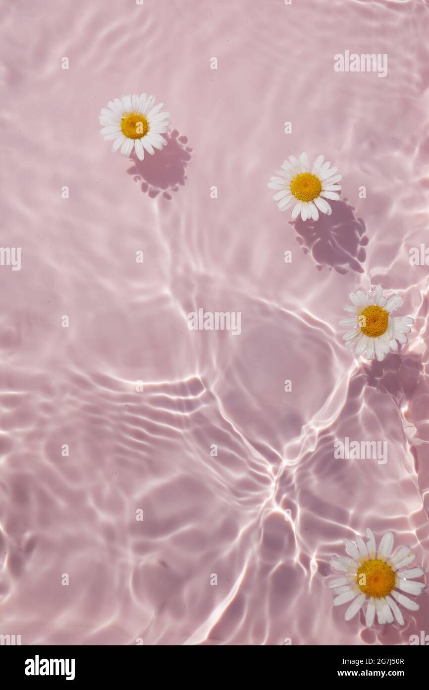 Daisy Flowers floating on Water. Sun and shadows. Minimal nature ...