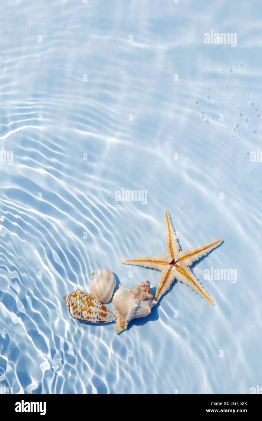 Starfish and seashells floating on Water. Sun and shadows. Minimal ...