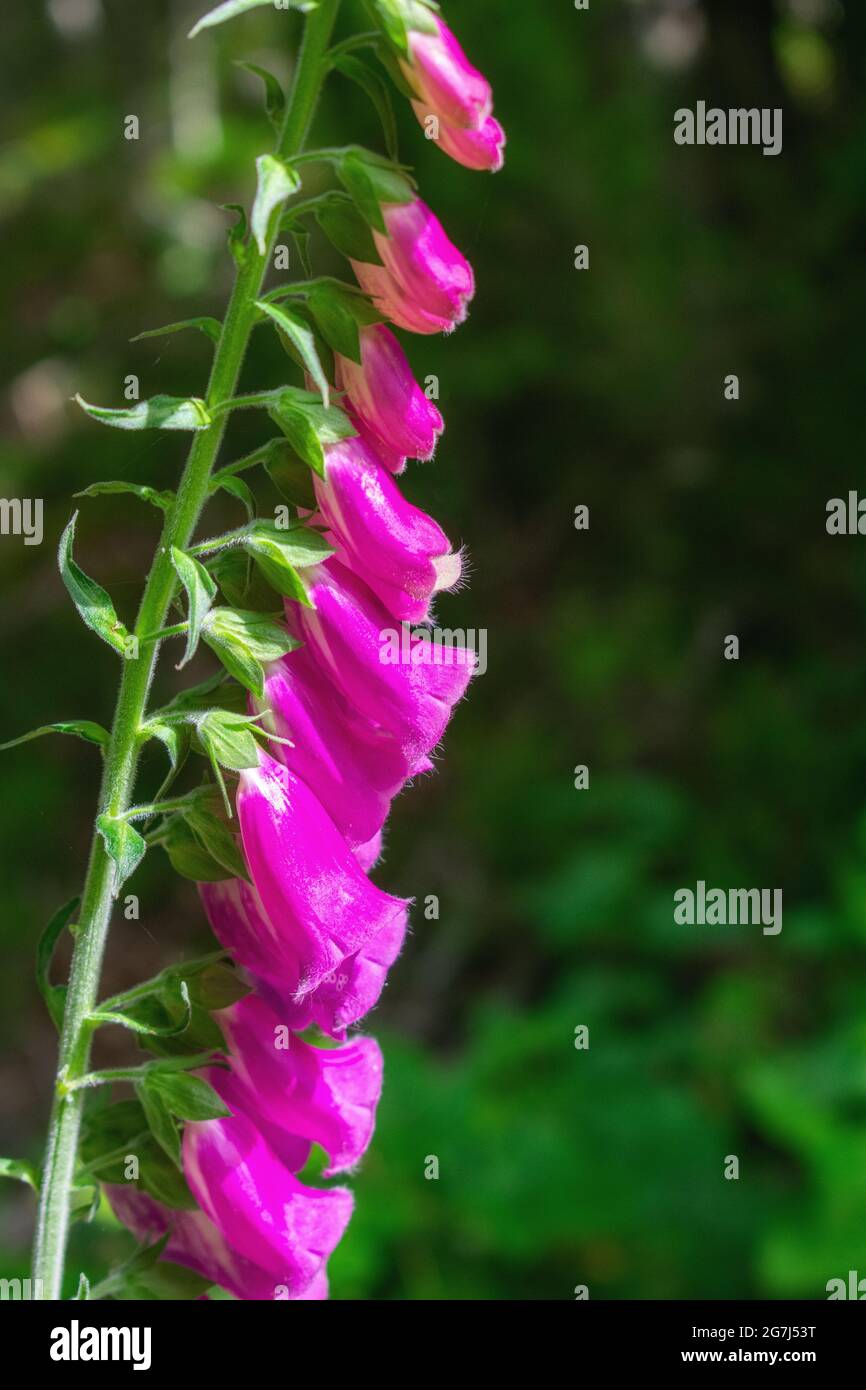 Vertical shot of blooming Foxglove bell-shaped flowers with many purple ...