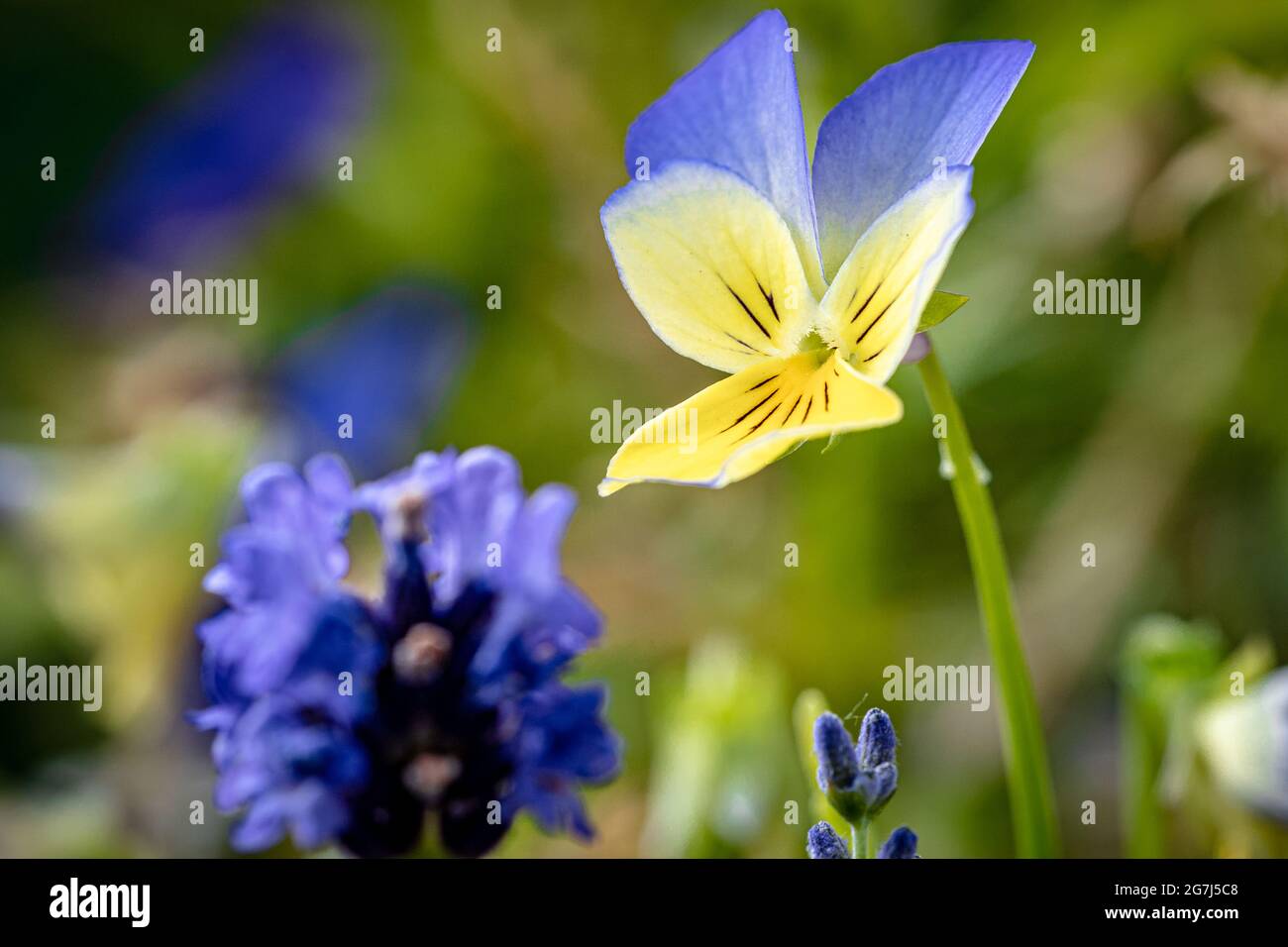 Closeup shot of wild pansy. Selected focus Stock Photo - Alamy