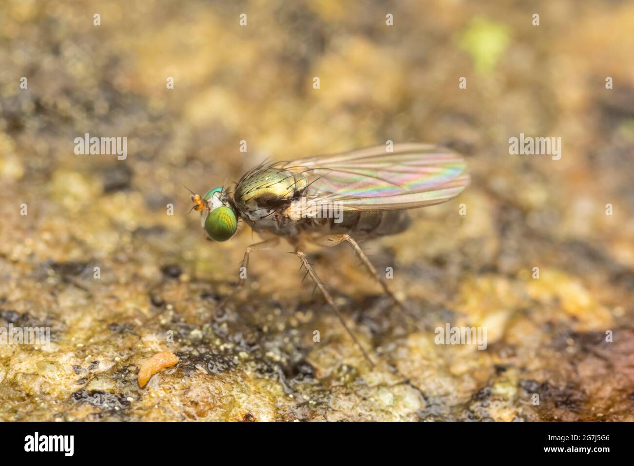 Longlegged flies hi-res stock photography and images - Alamy
