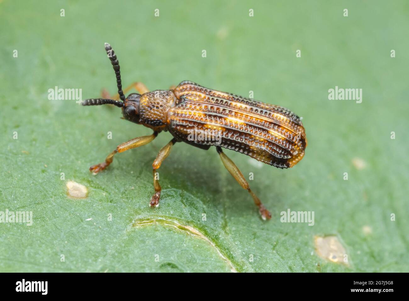 Polyphaga beetles hi-res stock photography and images - Alamy