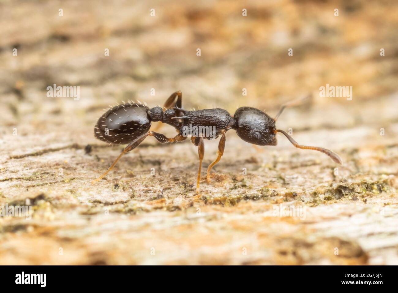 Acorn Ant (Temnothorax longispinosus Stock Photo - Alamy