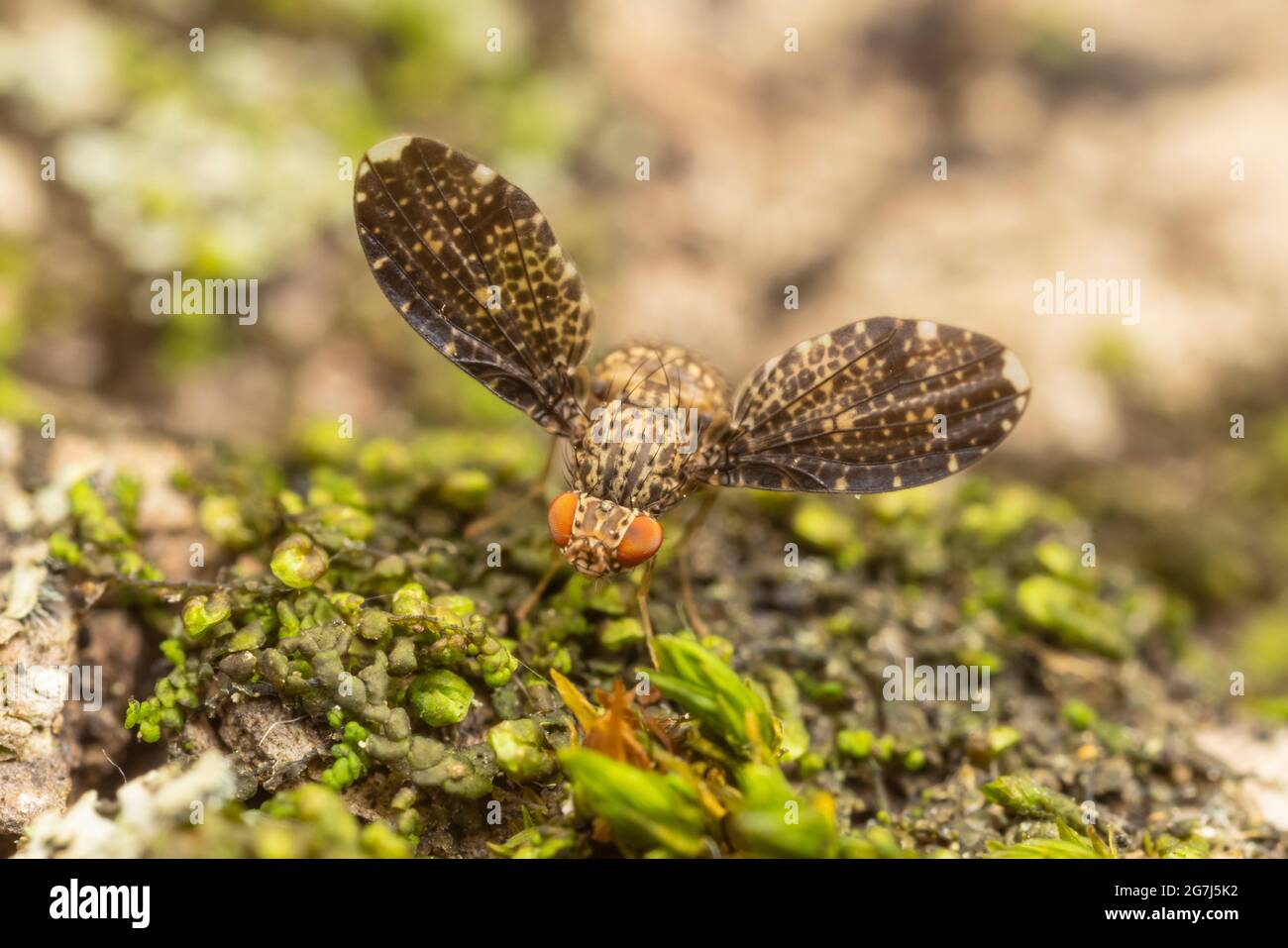Lauxaniidae hi-res stock photography and images - Alamy