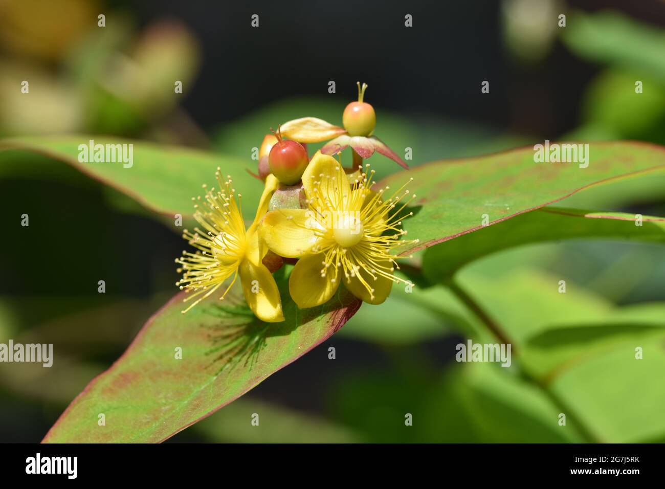 Family hypericaceae hi-res stock photography and images - Alamy