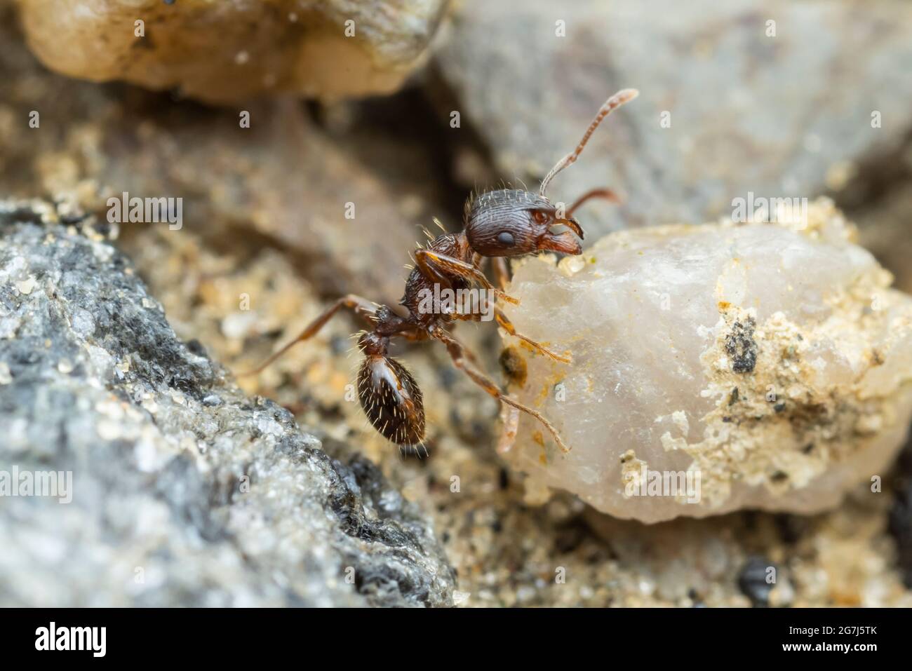 Immigrant Pavement Ant (Tetramorium immigrans Stock Photo - Alamy