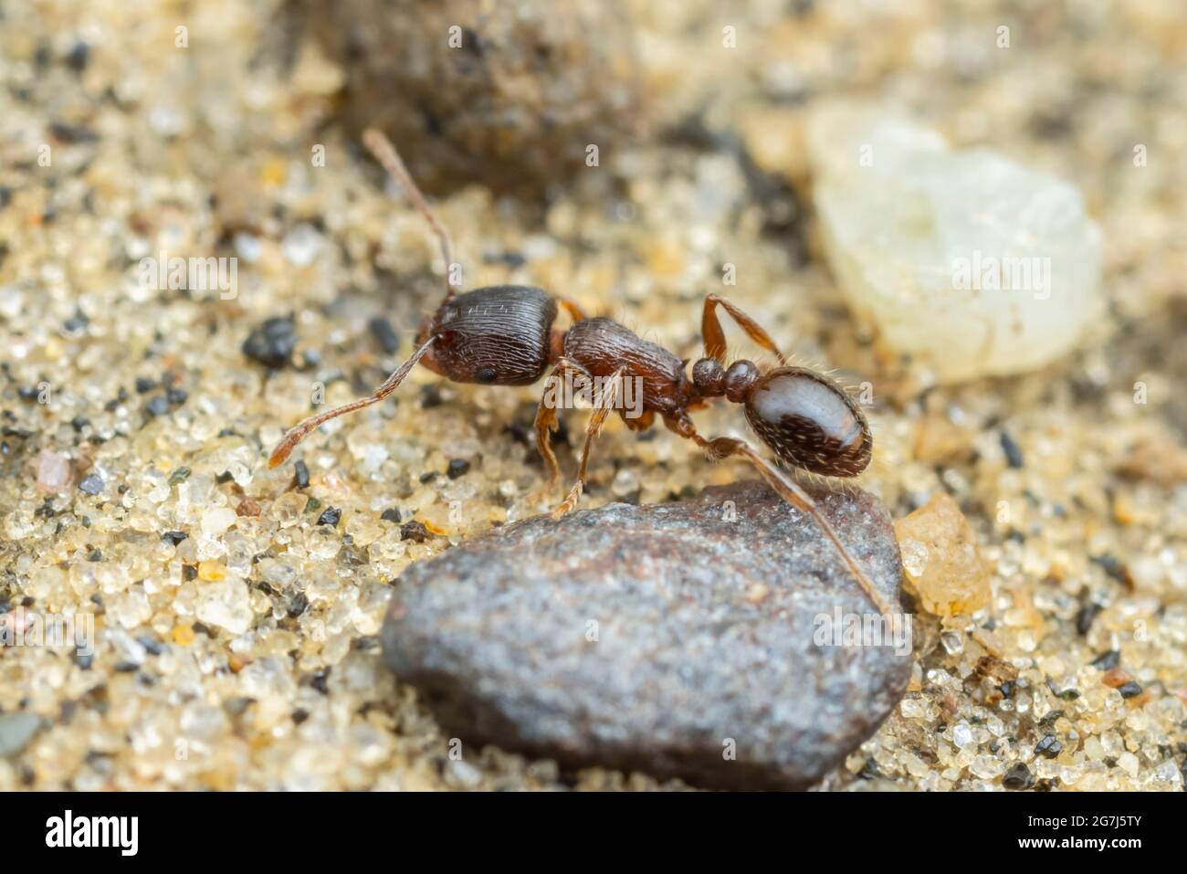Immigrant Pavement Ant (Tetramorium immigrans Stock Photo - Alamy