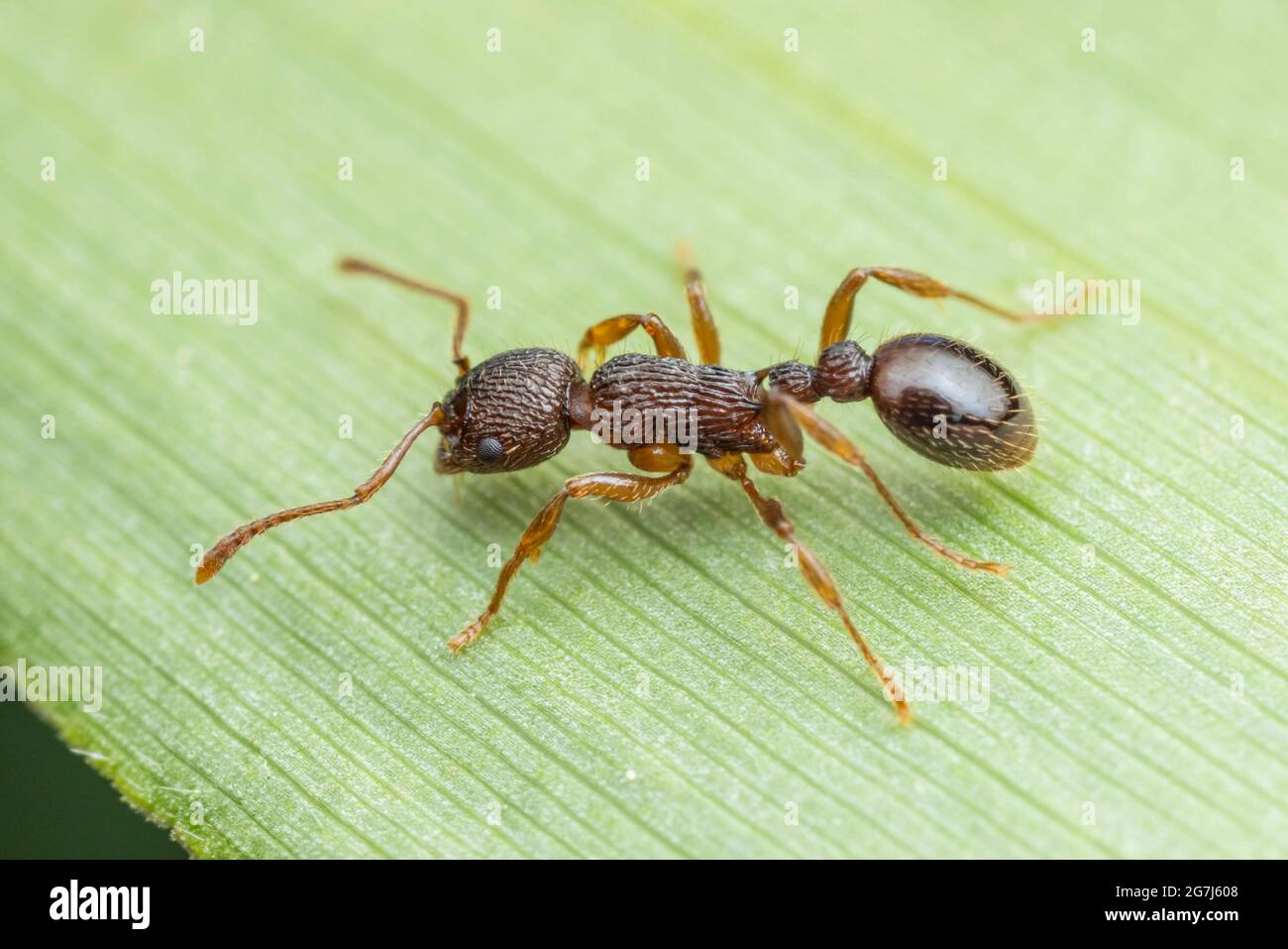 Myrmica sp af smi hi-res stock photography and images - Alamy