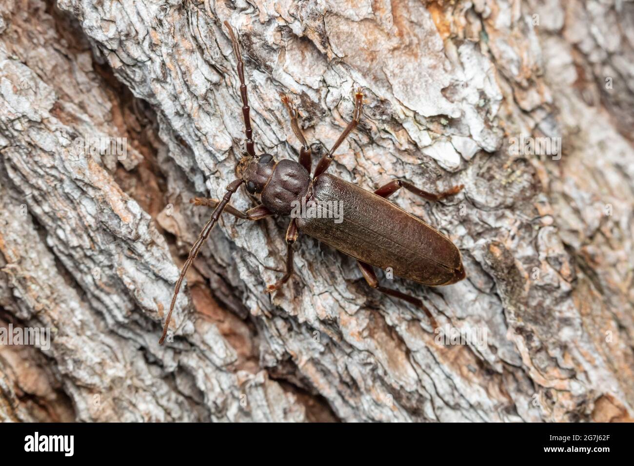 A Long-horned Beetle (Arhopalus sp.) on a dead Eastern White Pine ...