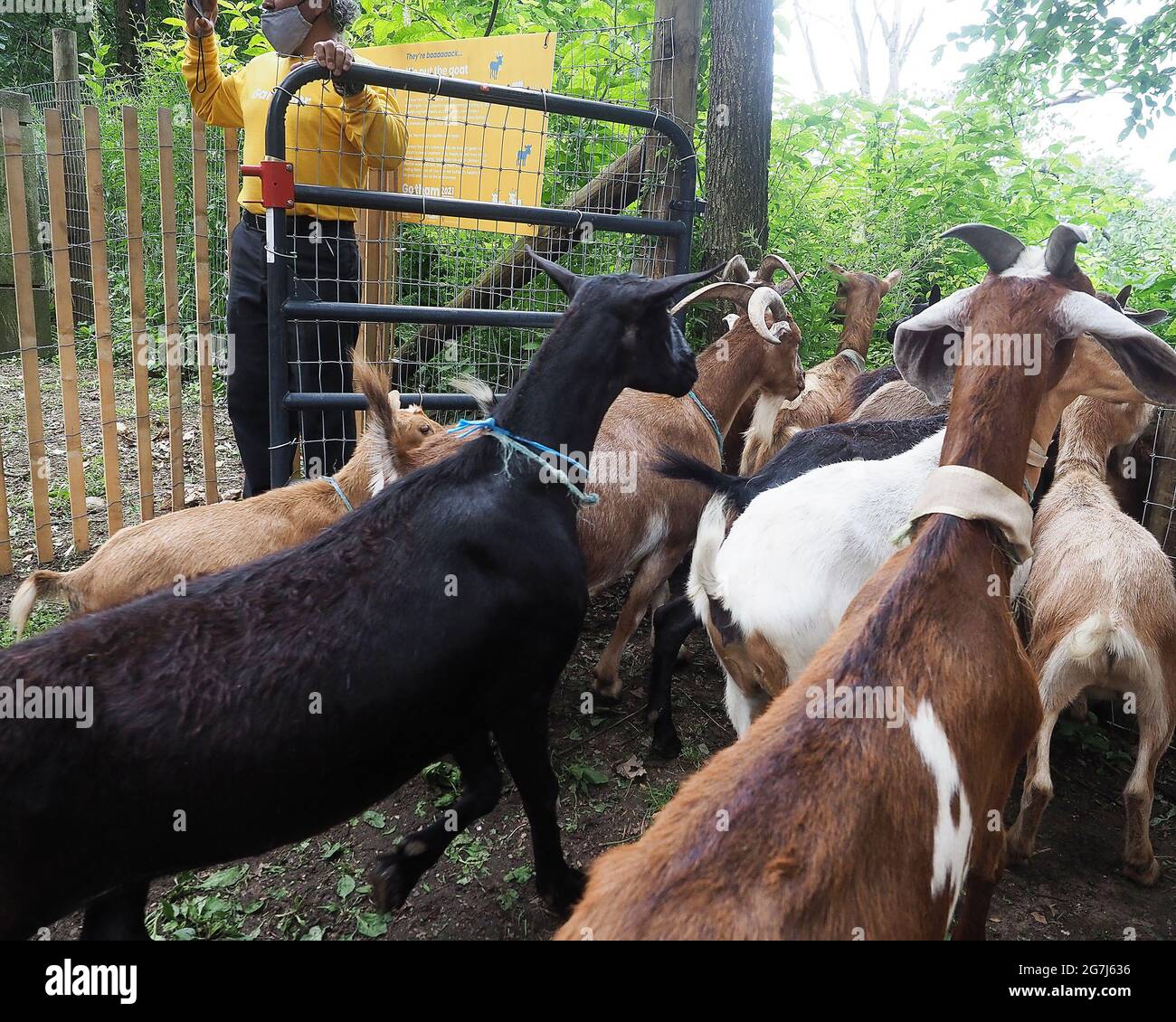 New York, New York, USA. 14th July, 2021. 24 goats participated in the ...