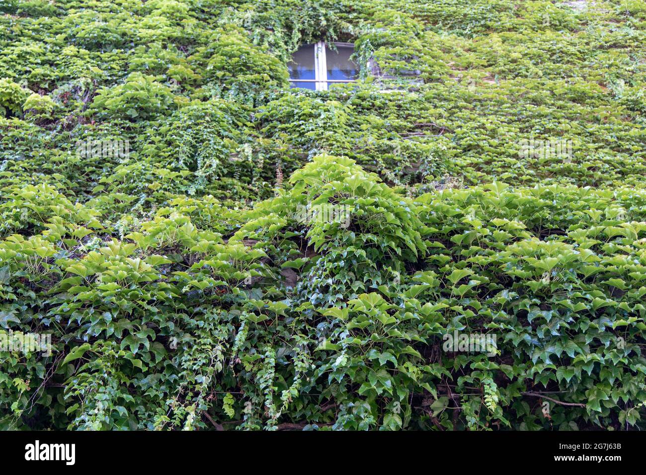 green house covered by plants Stock Photo - Alamy