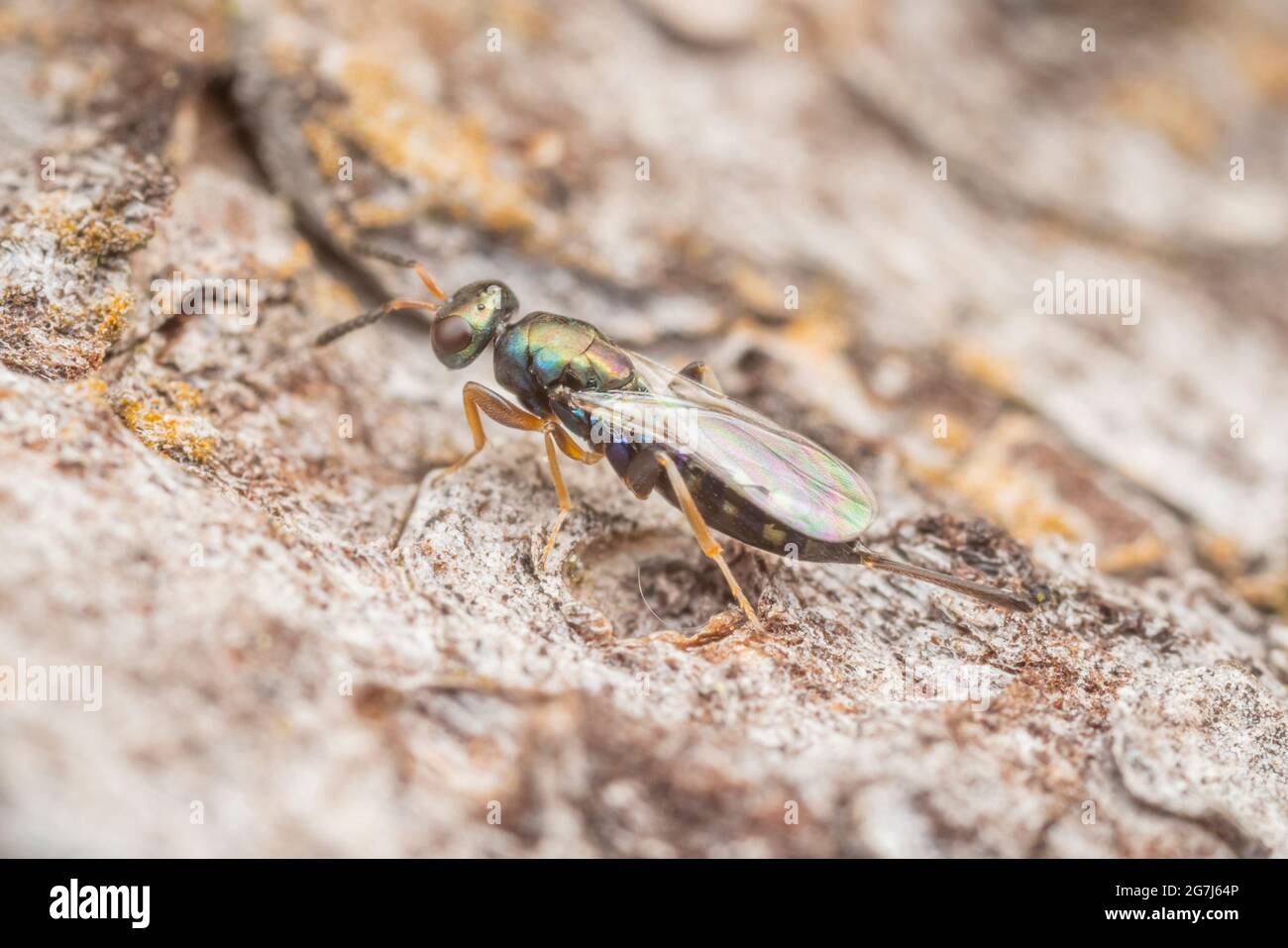 A female Pteromalid Wasp (Roptrocerus sp.) on the side of a dead ...