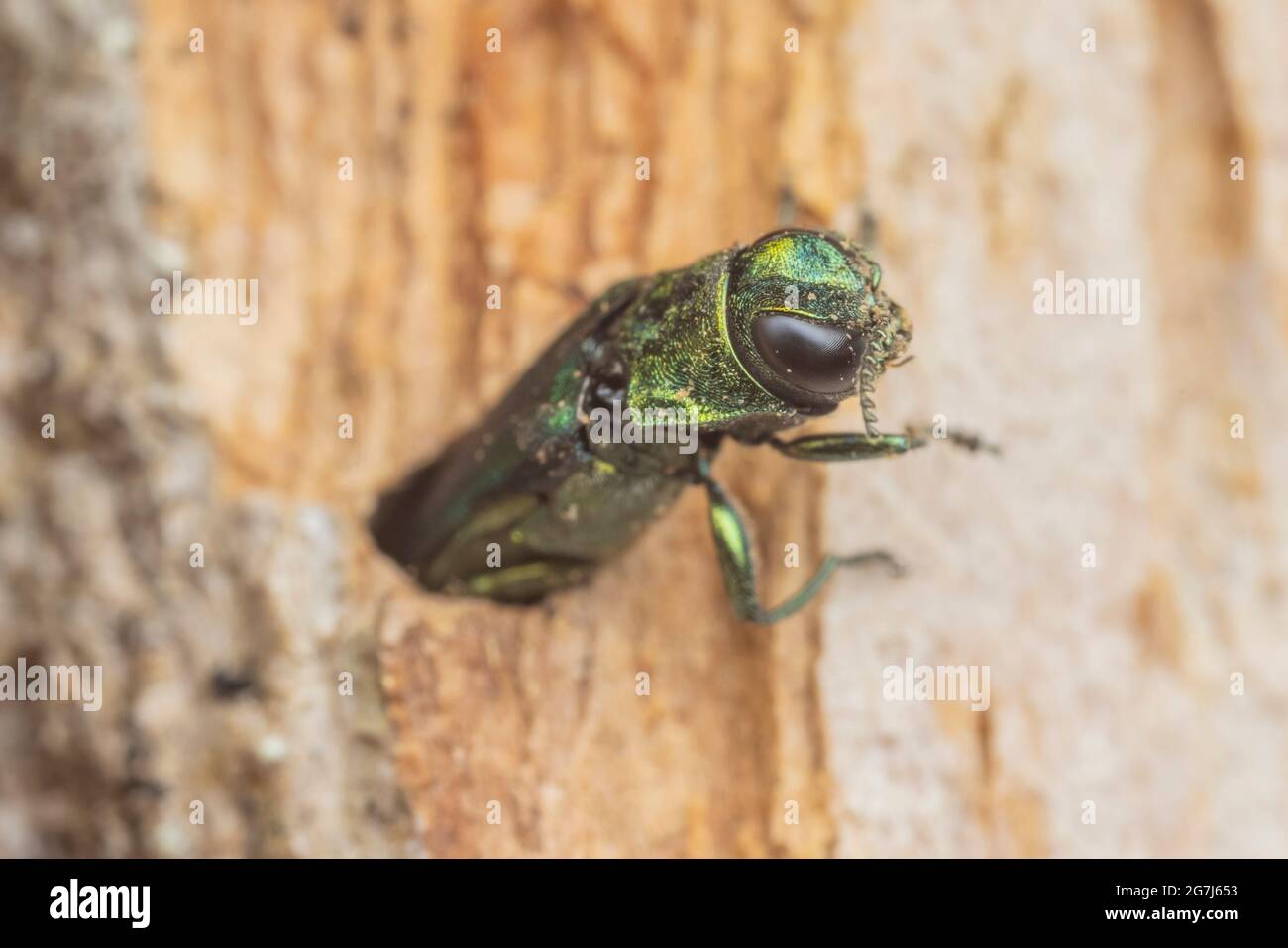 An adult Emerald Ash Borer (Agrilus planipennis) during emergence from ...