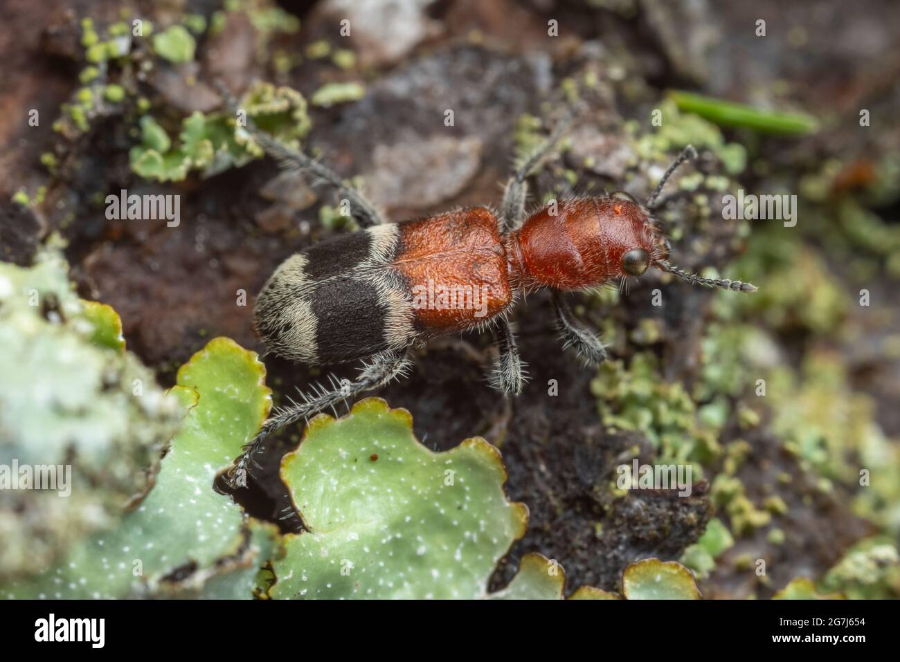 Checkered beetles hi-res stock photography and images - Alamy
