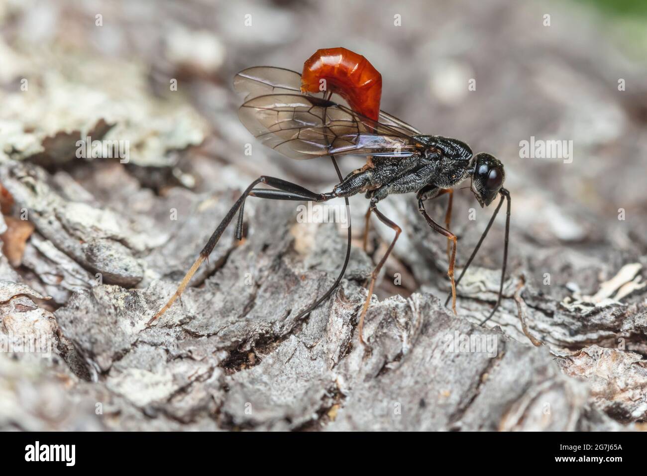 Aulacidae hi-res stock photography and images - Alamy