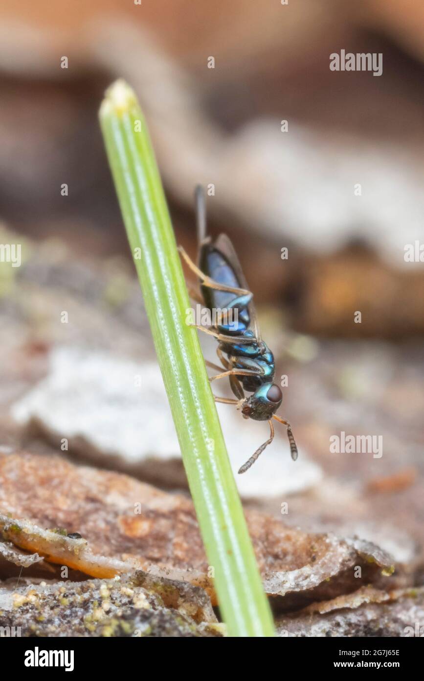 Pteromalids hi-res stock photography and images - Alamy