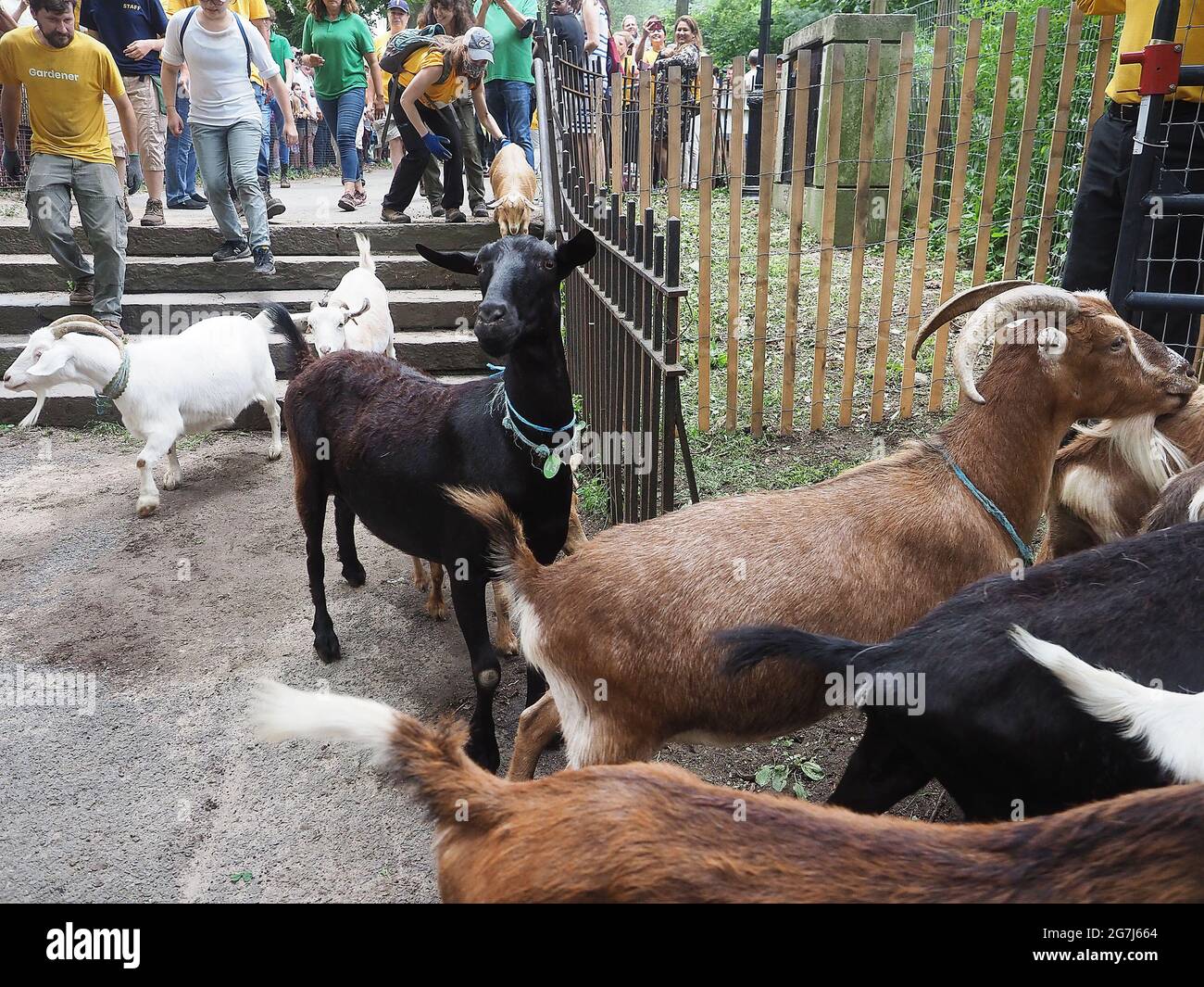 New York, New York, USA. 14th July, 2021. 24 goats participated in the ...
