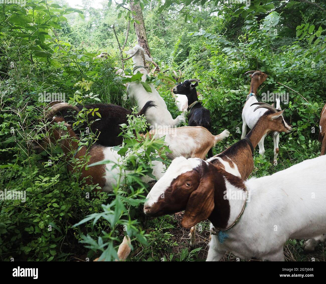 New York, New York, USA. 14th July, 2021. 24 goats participated in the ...