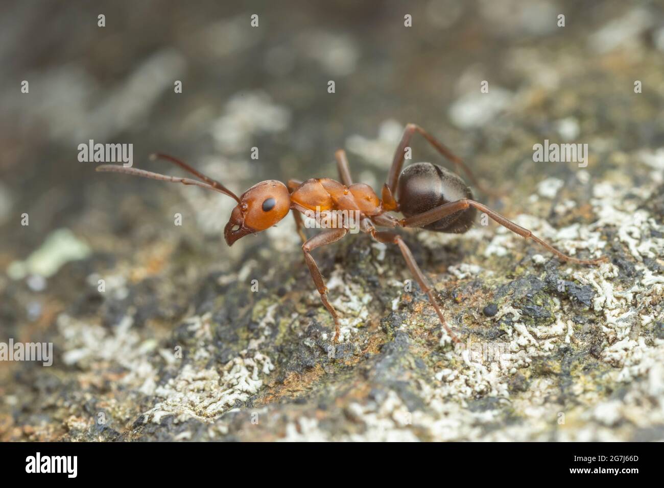 Integra hi-res stock photography and images - Alamy