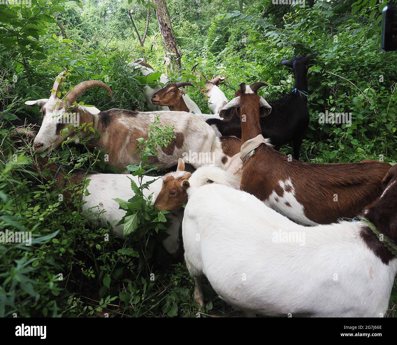 New York, New York, USA. 14th July, 2021. 24 goats participated in the ...