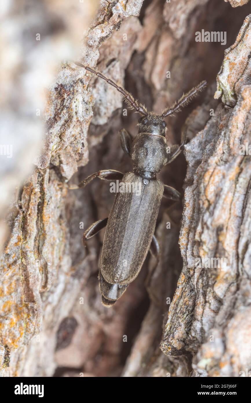 A Long-horned Beetle (Tetropium schwarzianum) on the side of a dead ...