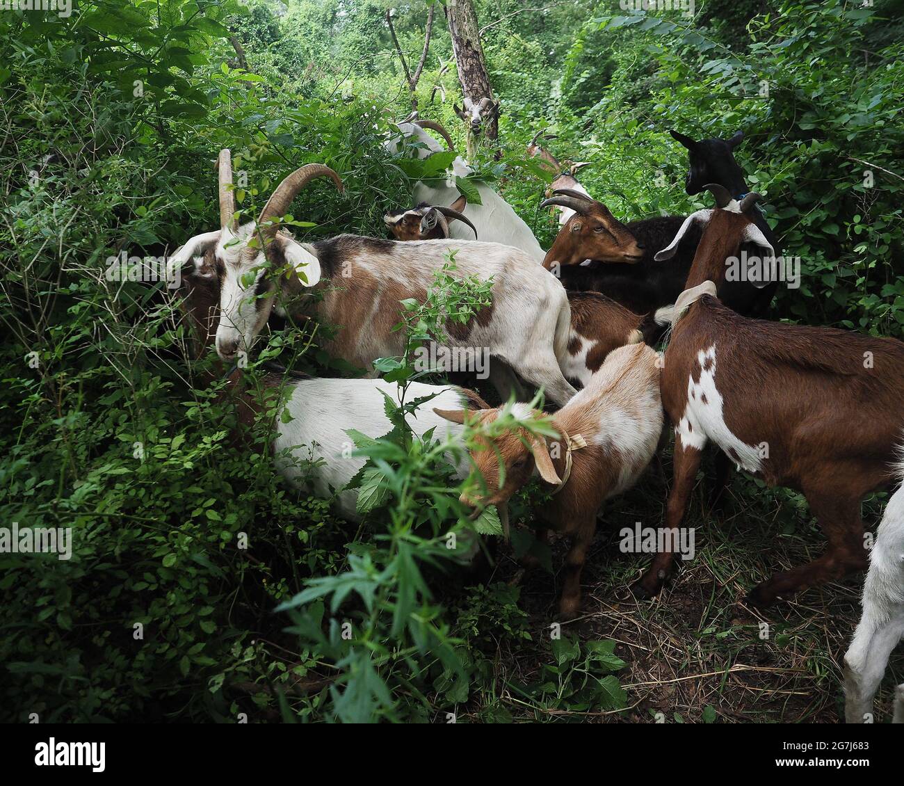 New York, New York, USA. 14th July, 2021. 24 goats participated in the ...