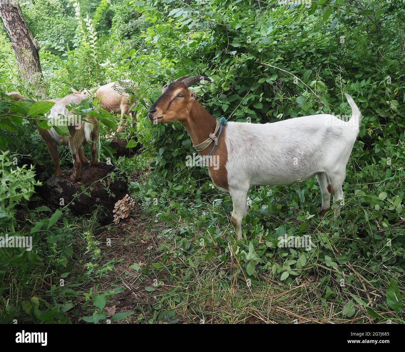 New York, New York, USA. 14th July, 2021. 24 goats participated in the ...